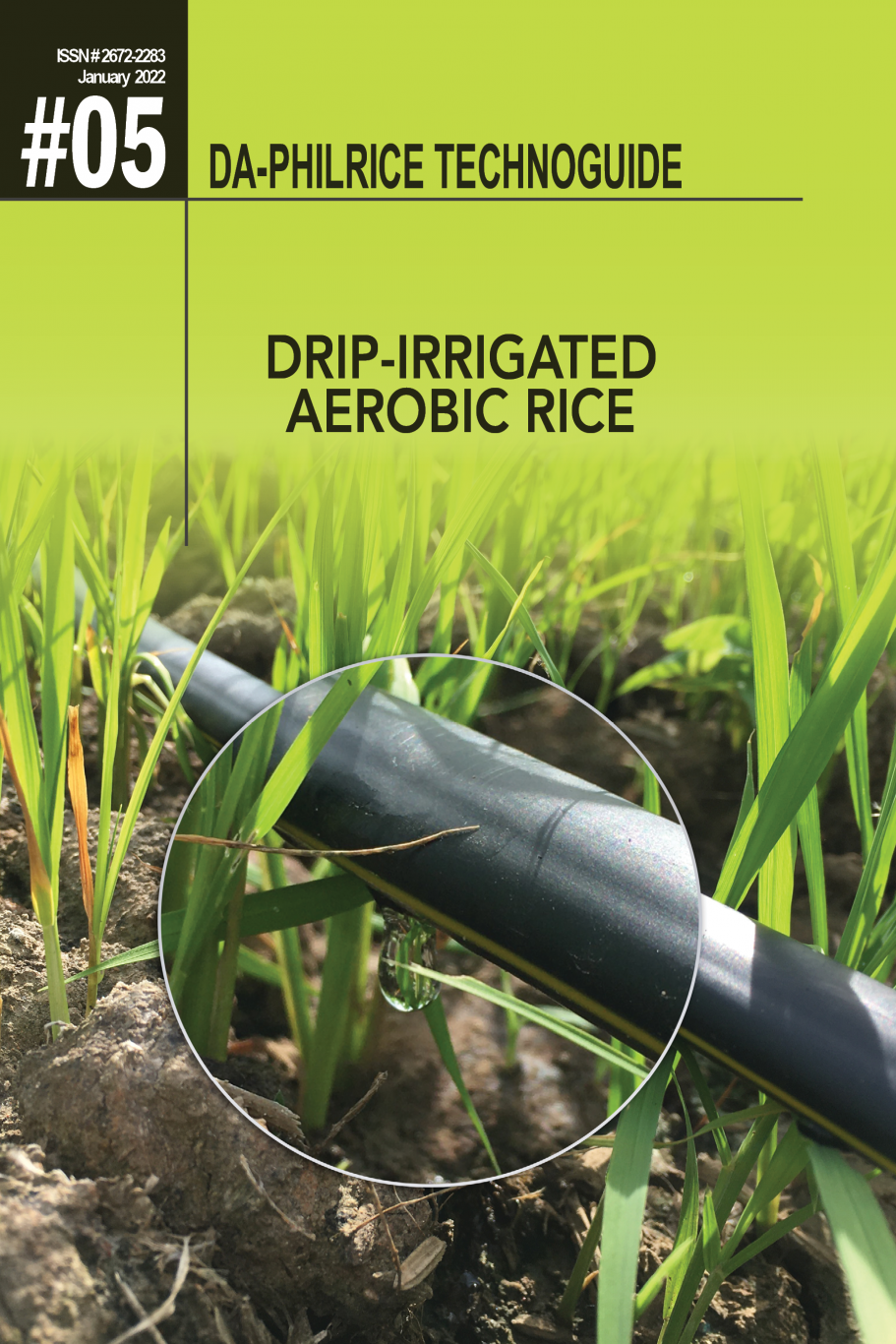 Techno guide drip irrigated aerobic rice - Pinoy Rice